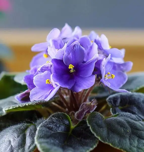 My Nana’s Secret to Blooming African Violets: A Little Trick with Epsom Salts - It's Not About ...