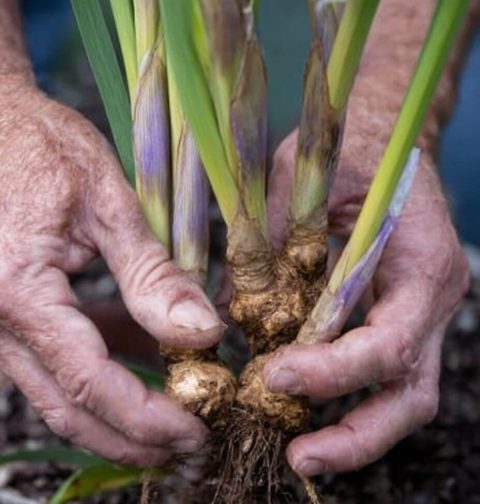 Why Fall Is the Best Time to Divide Irises (and How to Do It Right ...