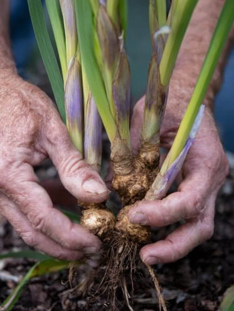 Why Fall Is the Best Time to Divide Irises (and How to Do It Right ...