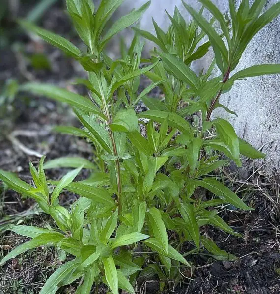 Don’t Pull That “Weed”! Here’s Why I Let Purslane Thrive in My Garden ...