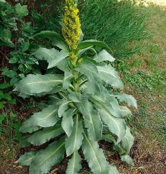 That “Weed” by the Road? It’s Called Mullein — and It’s Kind of Magic - It's Not About Nutrition