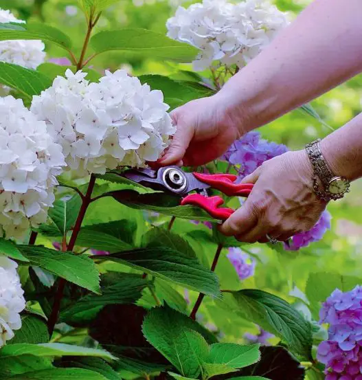 How to Prune Hydrangeas (Without Losing Your Mind—or Your Blooms) - It ...