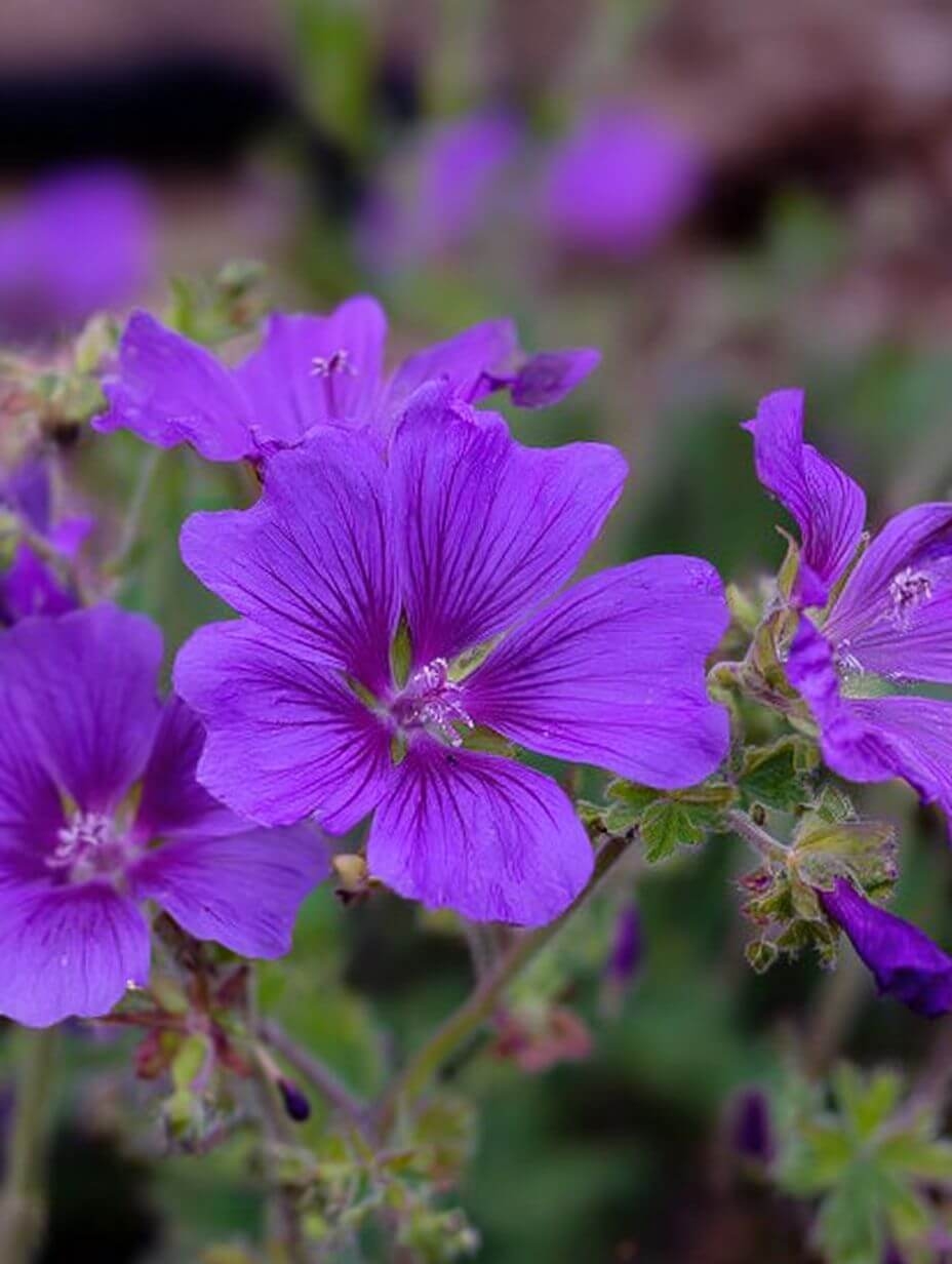 I Planted These 12 Flowers Once—and Now They Come Back Every Year Like ...