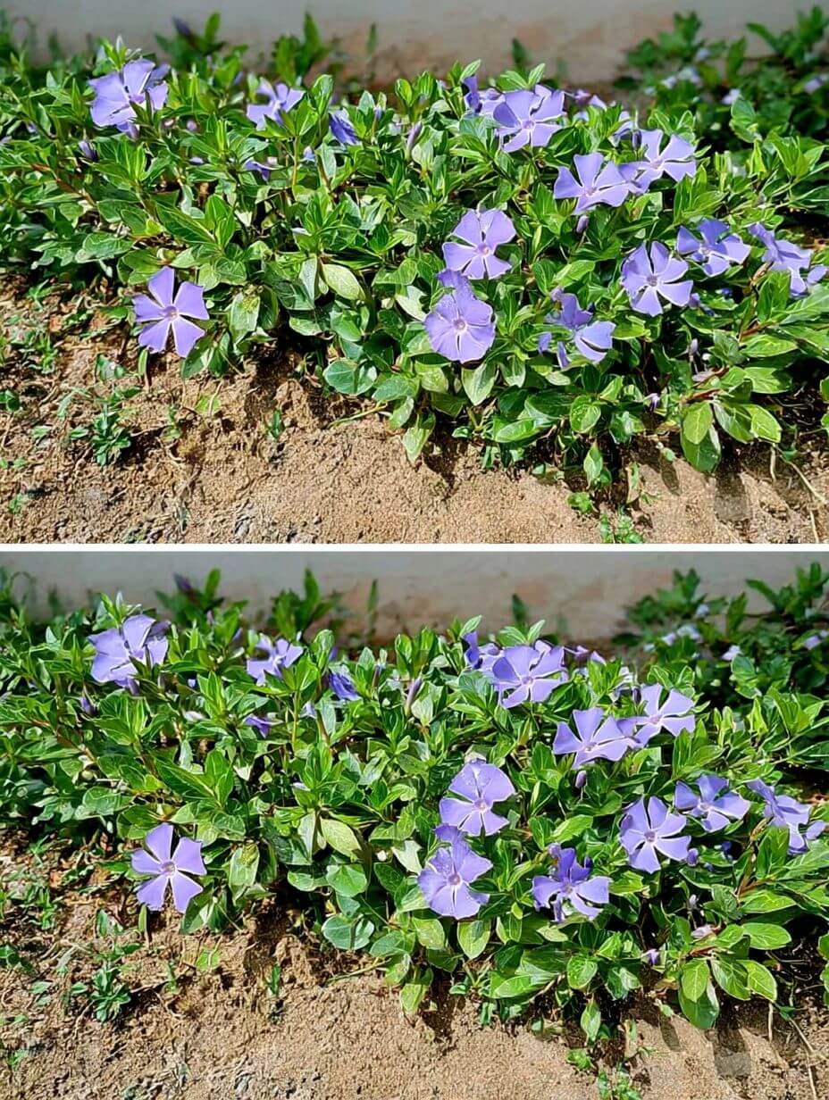 The Periwinkle Plant: Small Flower, Big Story - It's Not About Nutrition