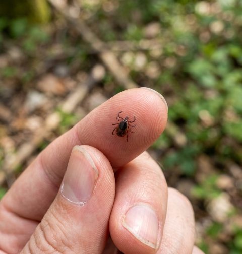 What to Do If You Find a Lone Star Tick on Your Skin (Step-by-Step ...